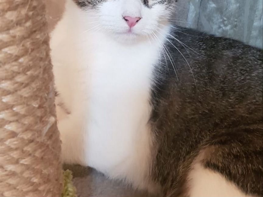Кошка 8-9 месяцев в добрые руки