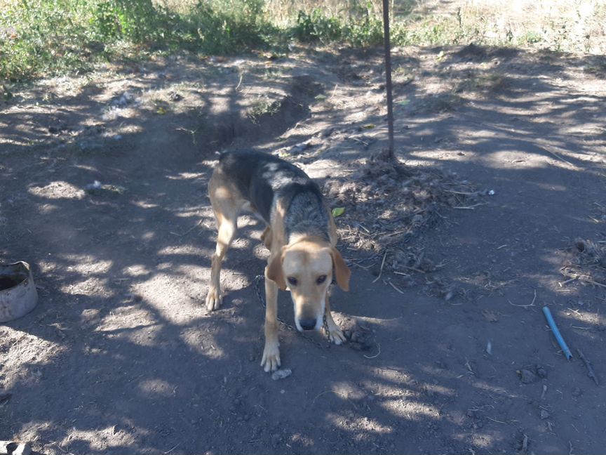 Русская гончая щенок