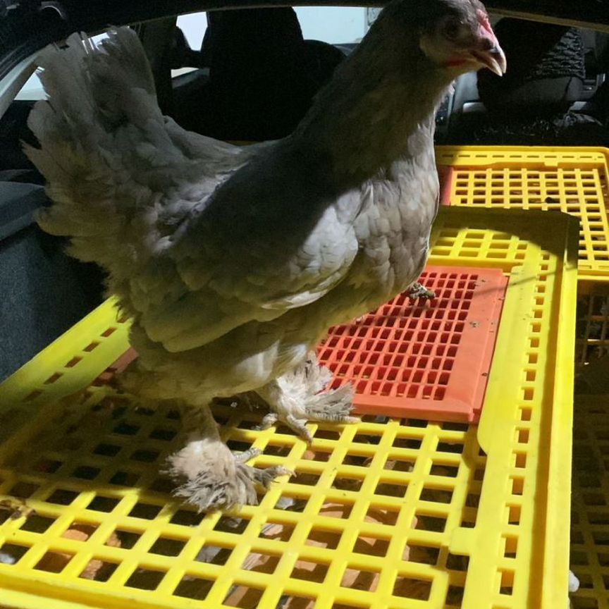 Куры молодки