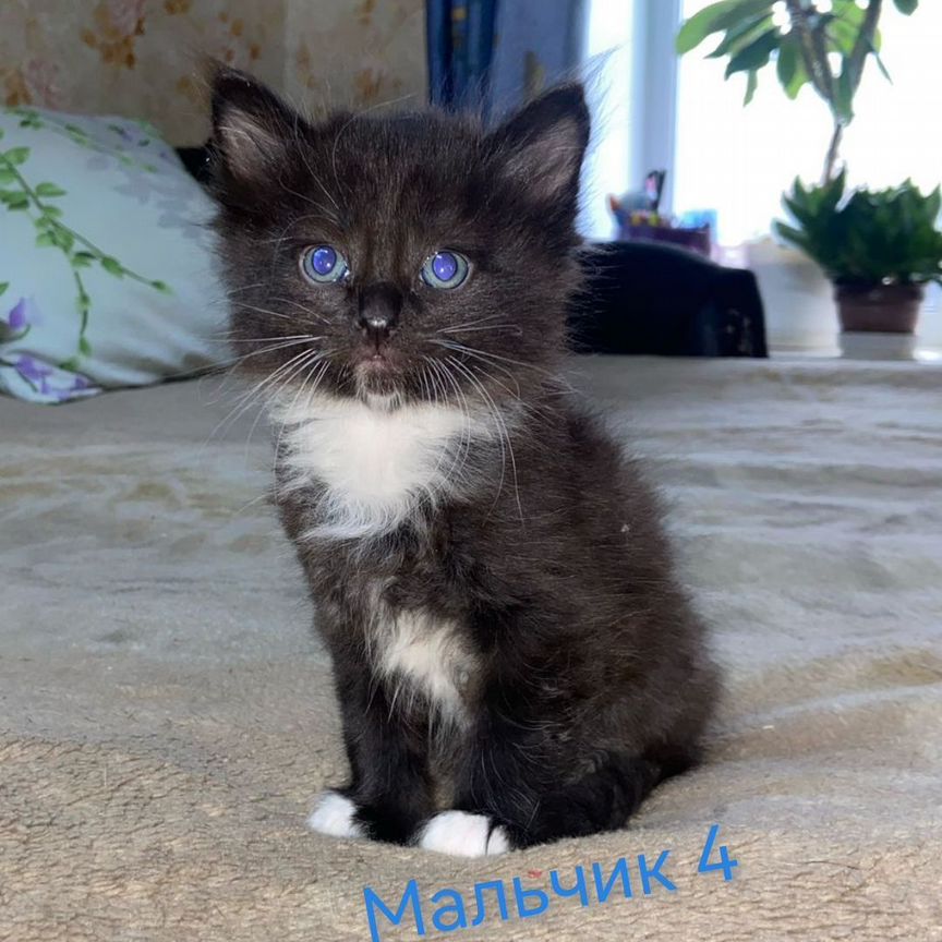 Котята пушистые в добрые заботливые руки