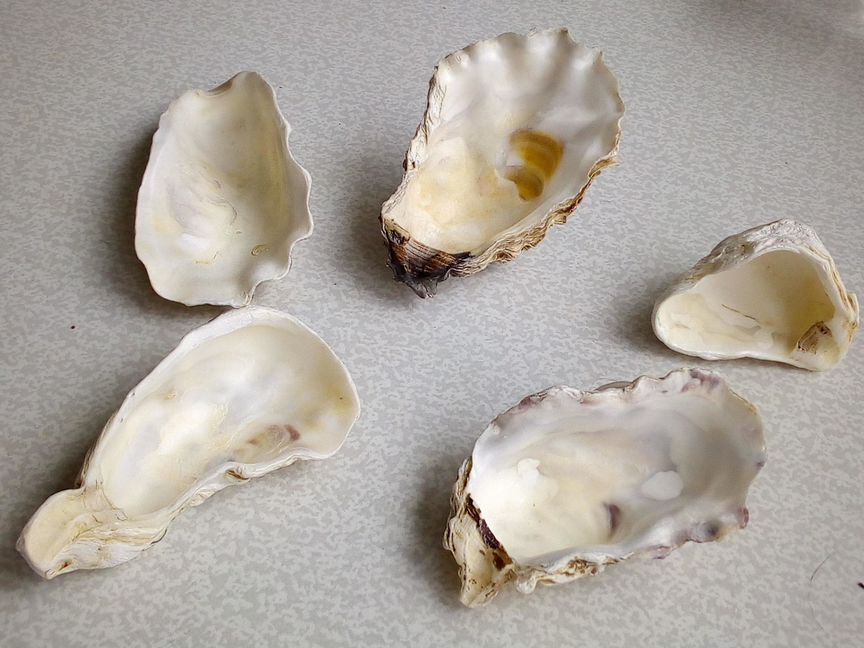 Ракушки устрицы