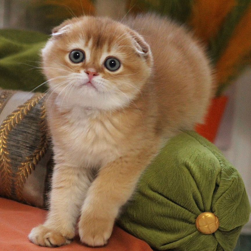 Фолдик Мальчик