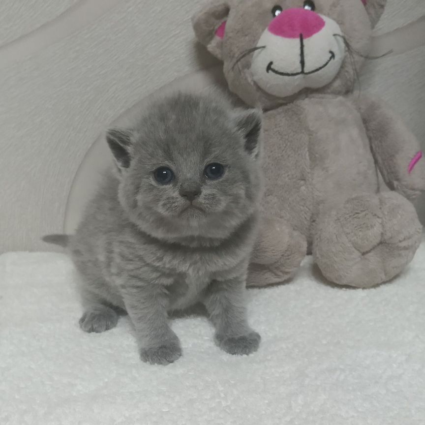 Британские котята