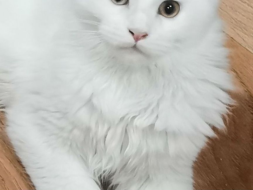 Кошка