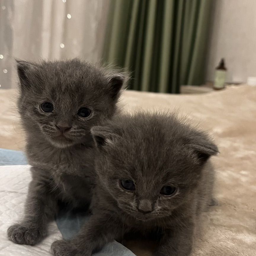 Британские котята