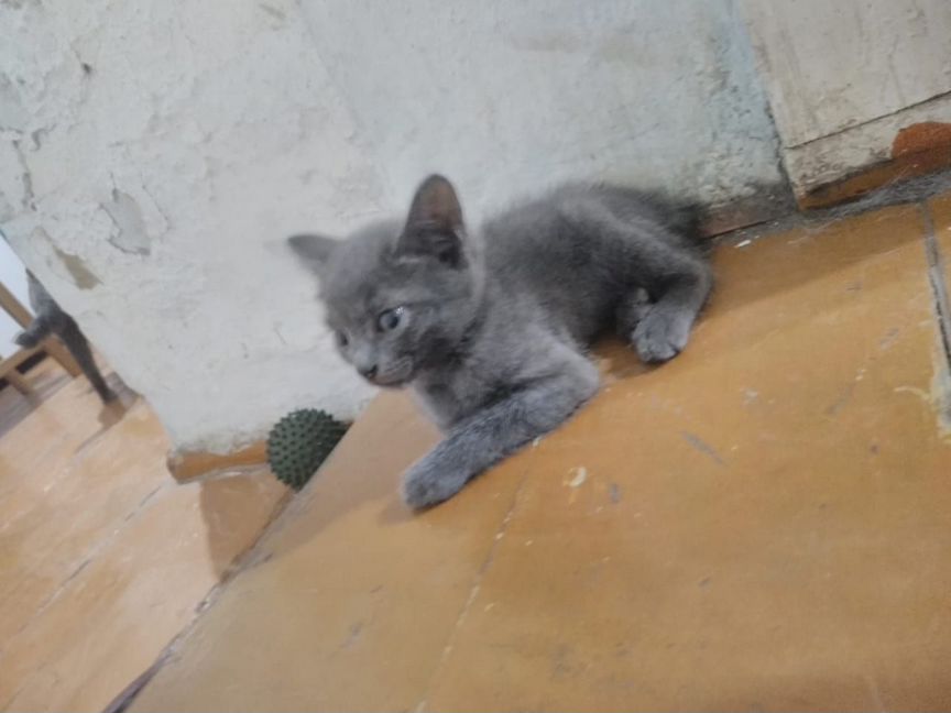 Котята в добрые руки бесплатно