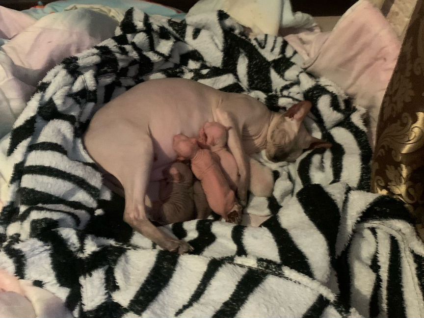 Донской сфинкс котята