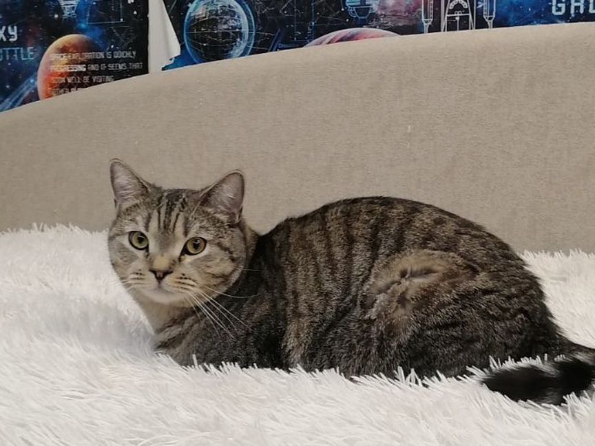 Кот Шотландец прямоухий