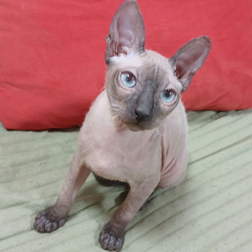 Канадский сфинкс котёнок