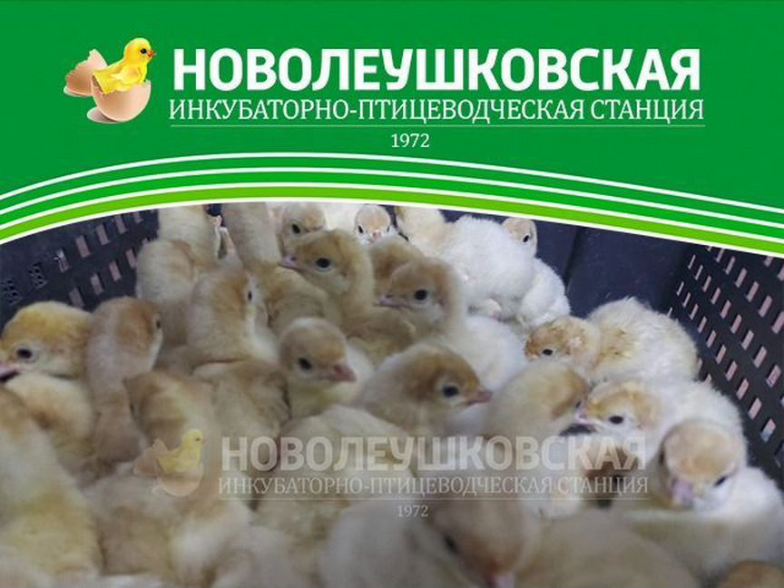 Индюшата суточные Биг 6