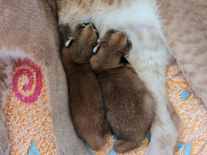 Каракет котята