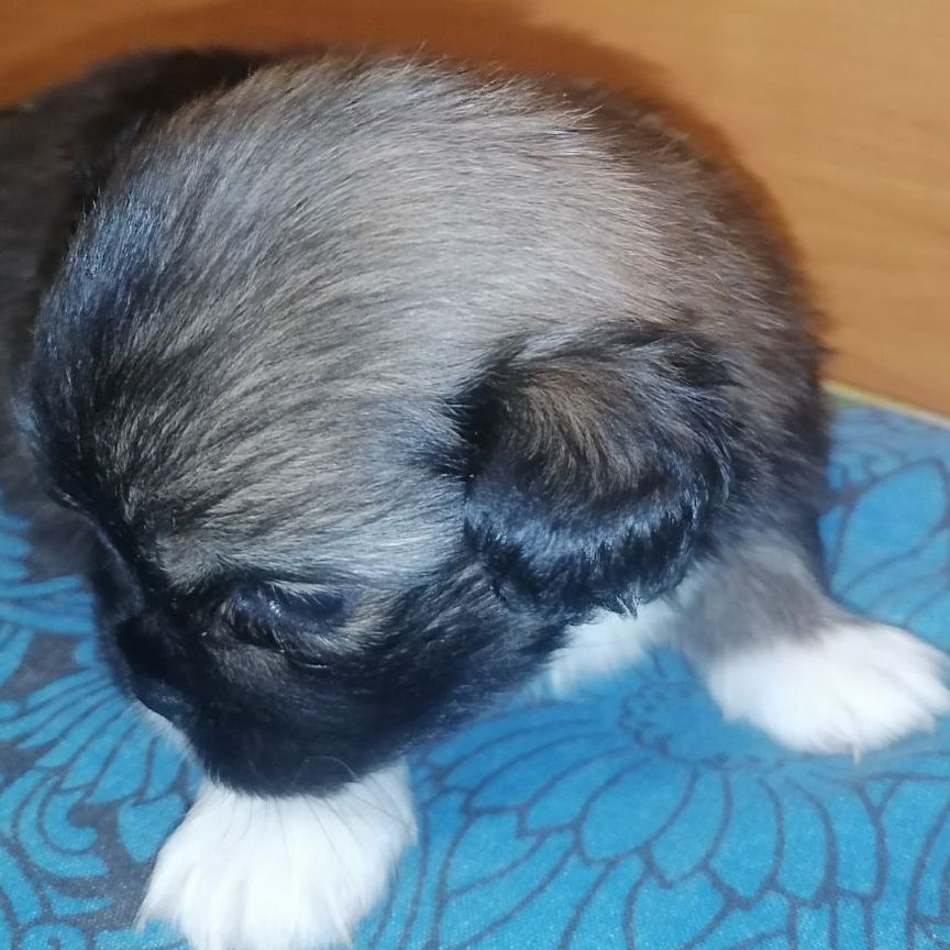 Пекинес, щенок