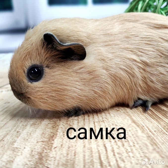 Морские свинки Калифорния (самки и самцы)