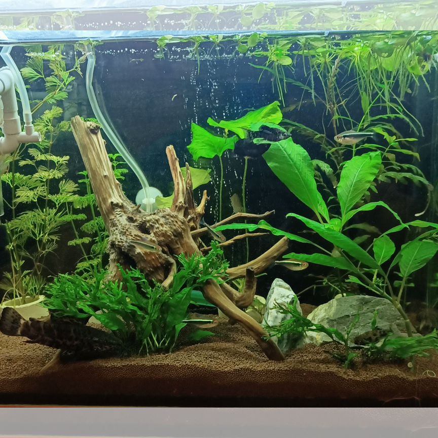 Растения прополка