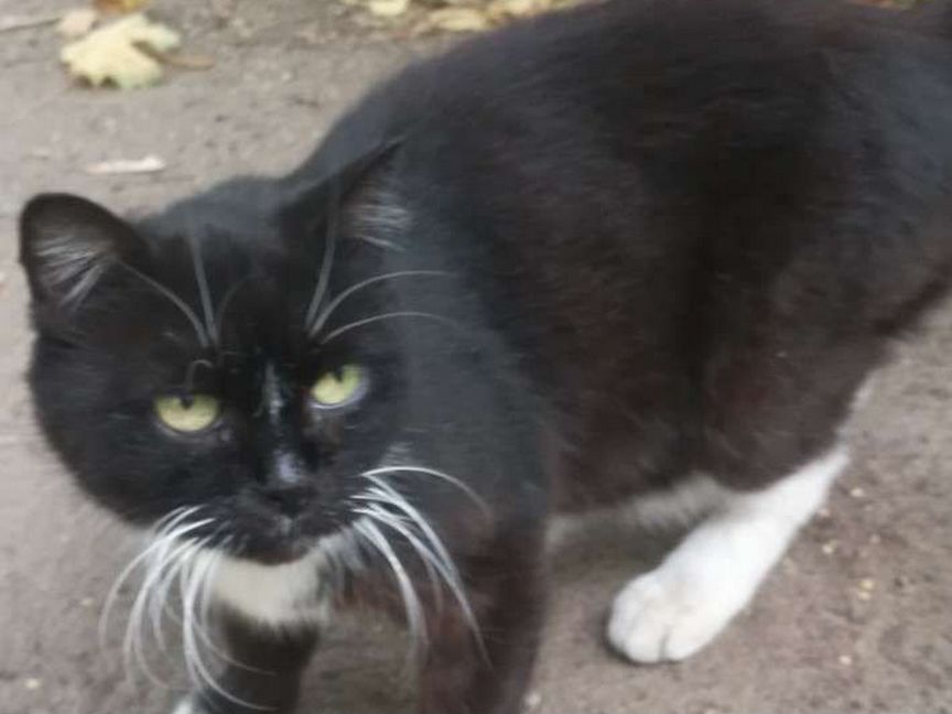Кошечку снова ждёт улица