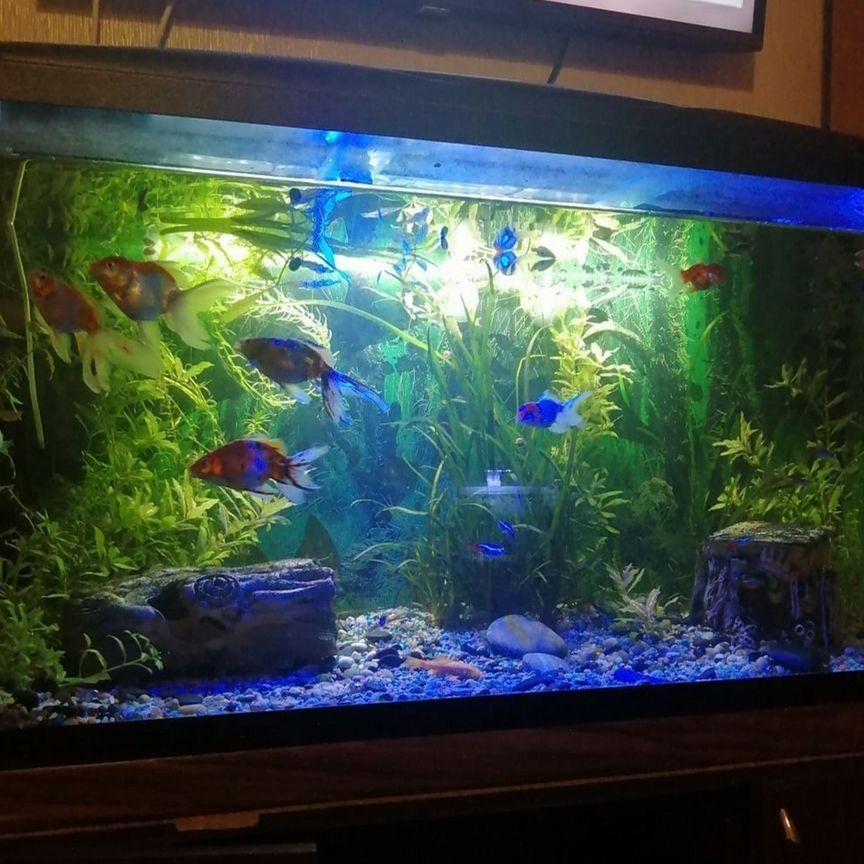 Продам аквариум 200 л 75л 30д