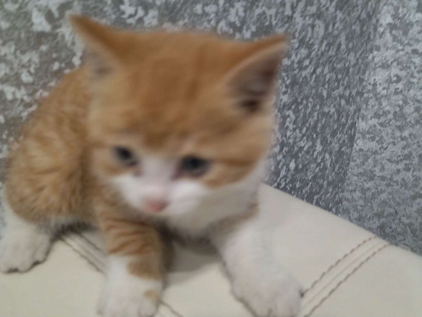 Отдадим котëнка в добрые руки