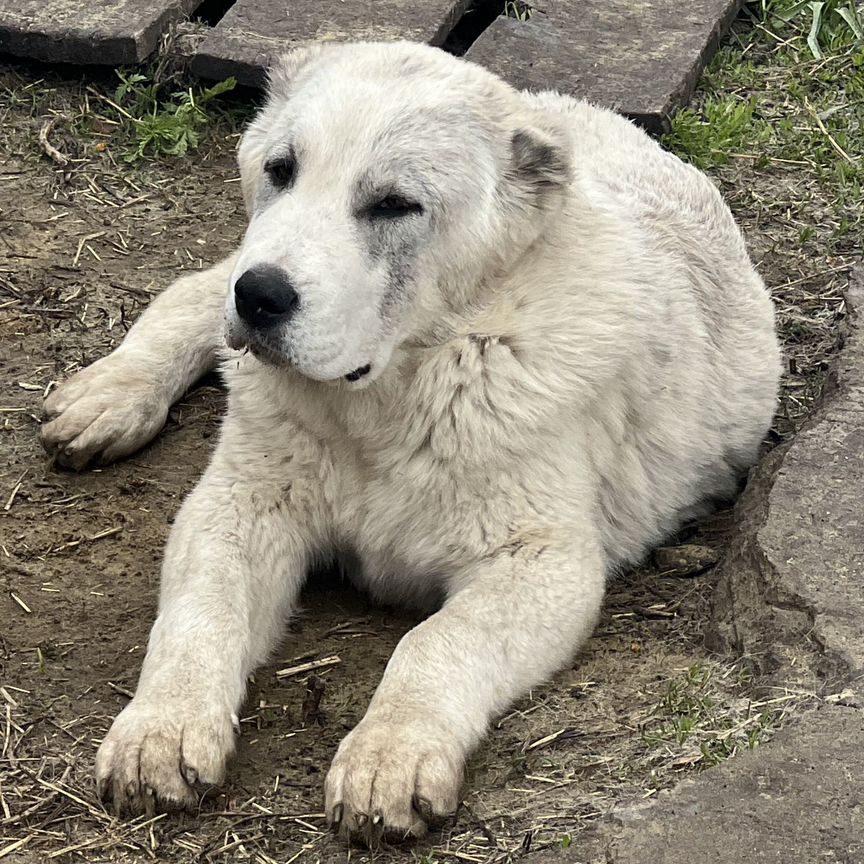 Среднеазиатская овчарка, щенок
