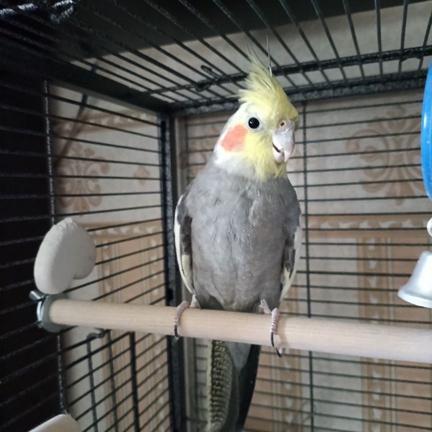 Попугай корелла