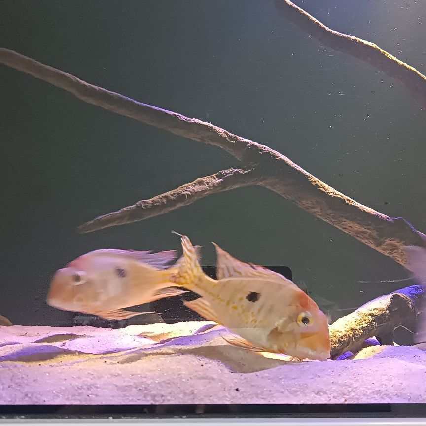 2 геофагуса красноголовых, 5 метиннисов пятнистых