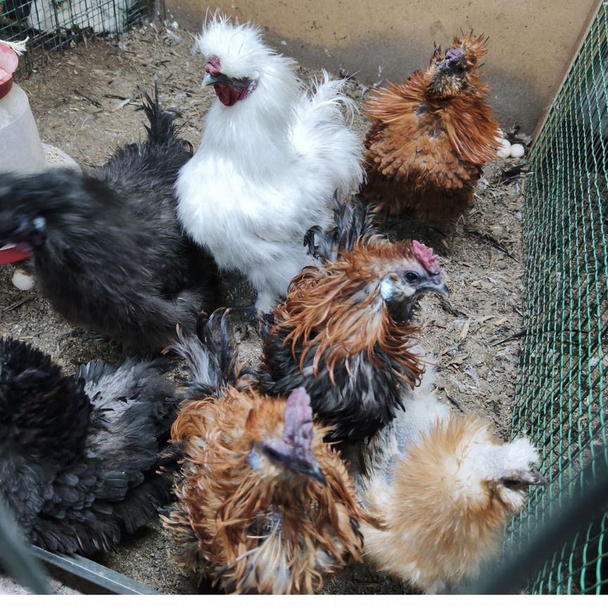 Молодые петухи