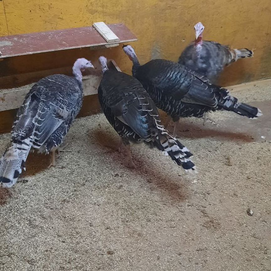 Продажа индюшек