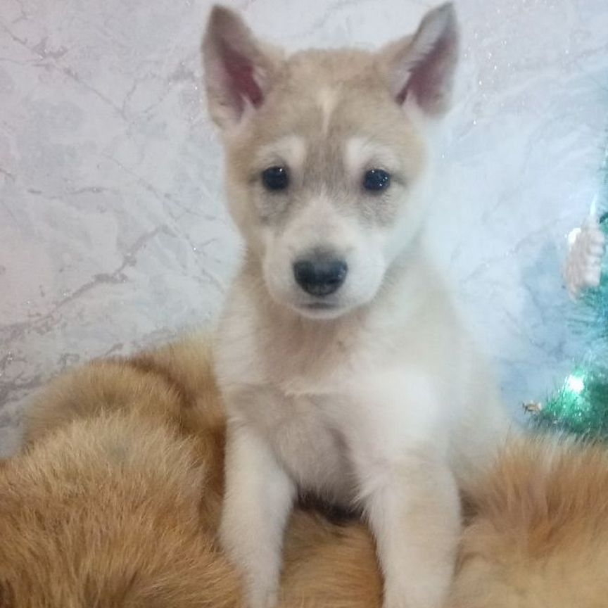 Западносибирская лайка, щенок