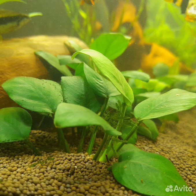 Анубиас Нана (Anubias barteri var. Nana)