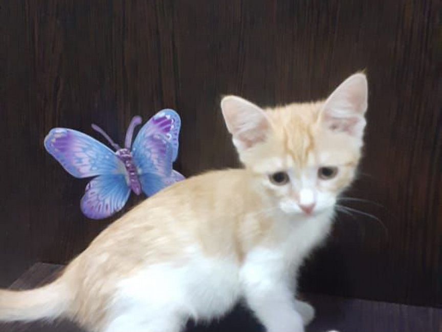 Котёнок в добрые руки