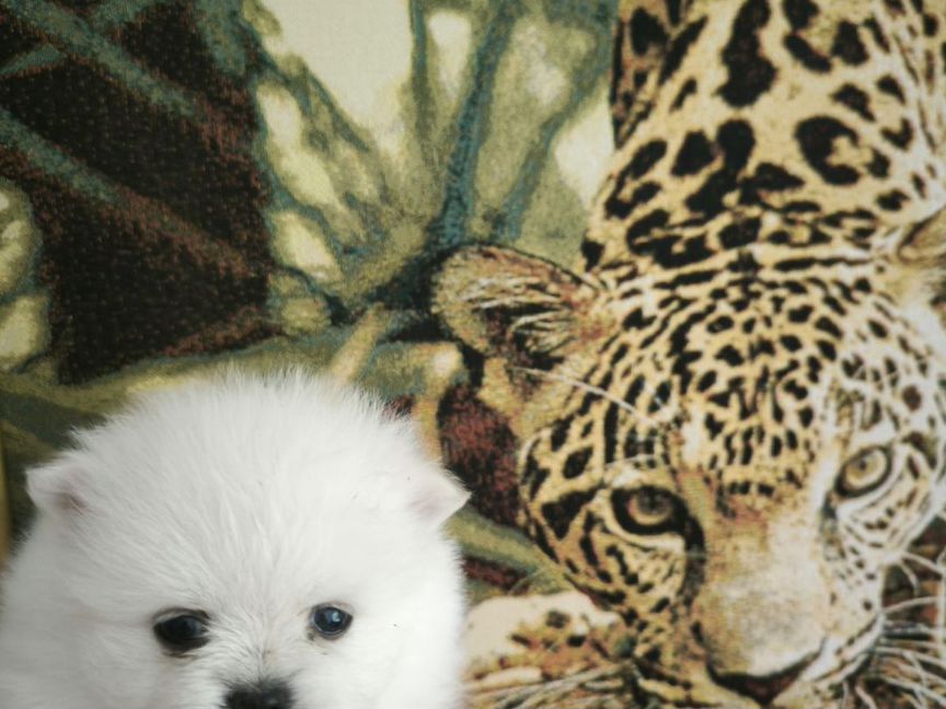 Померанский Шпиц мальчик девочка