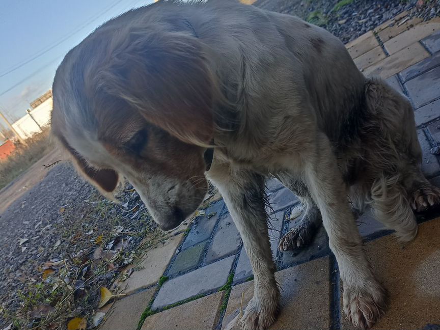 Найдена собака белая с рыжими пятнами