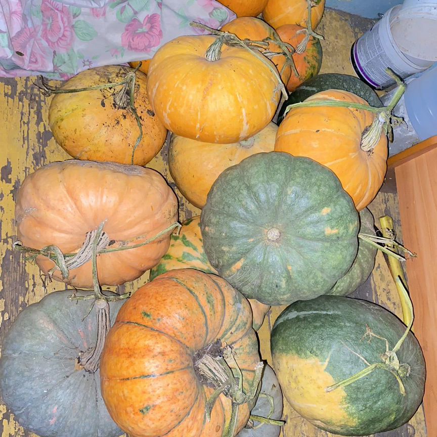 Тыква кормовая