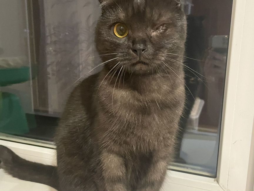 Кот отдам в добрые руки