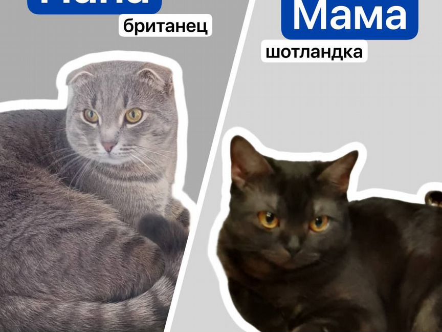 Котята