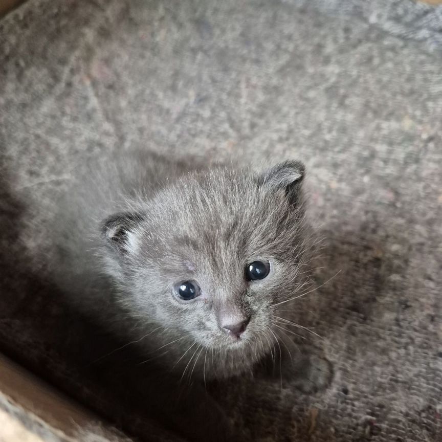 Отдам котенка в добрые руки