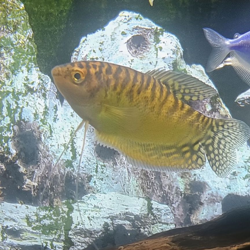 Гурами золотой молодой самец