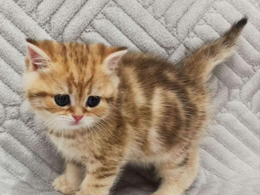 Британские котята золотая шиншилла