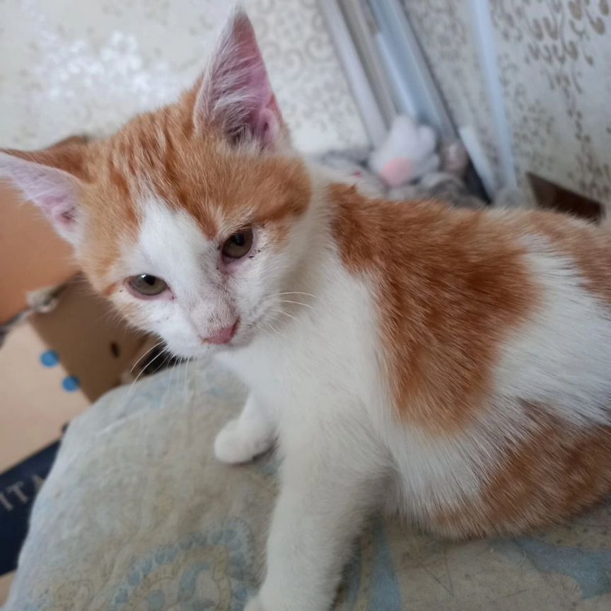 Котята в добрые руки бесплатно