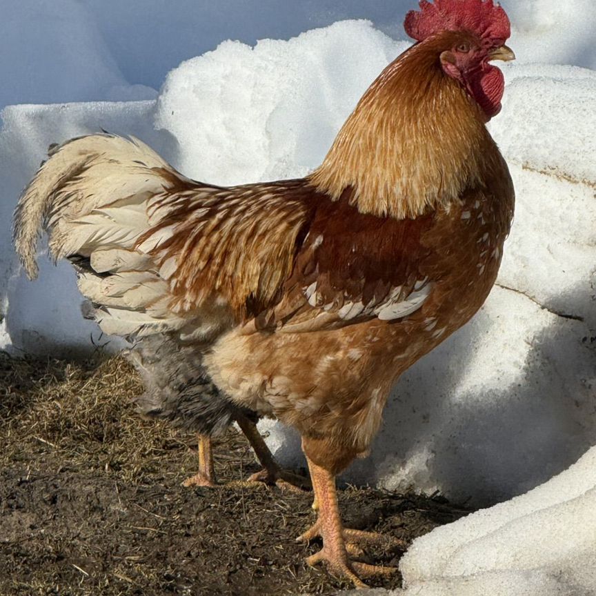 Петухи молодые