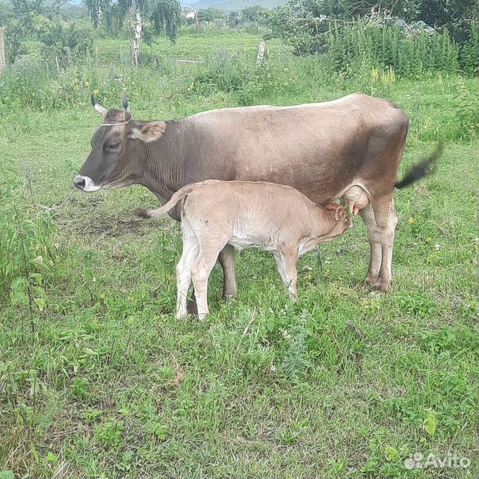 Корова дойная с теленком