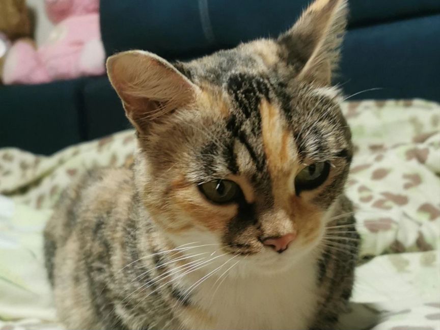 Злата ищет дом