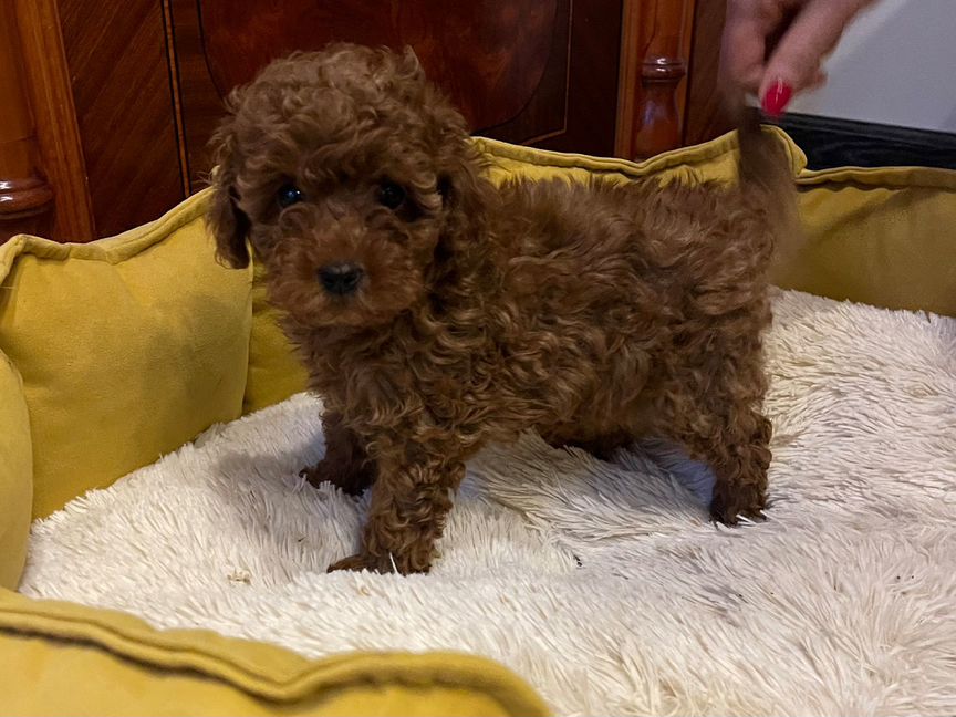 Той-пудель щенок девочка