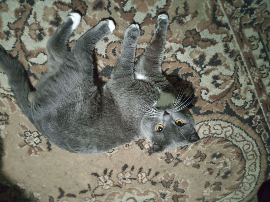 Котик ищет девочку для вязки