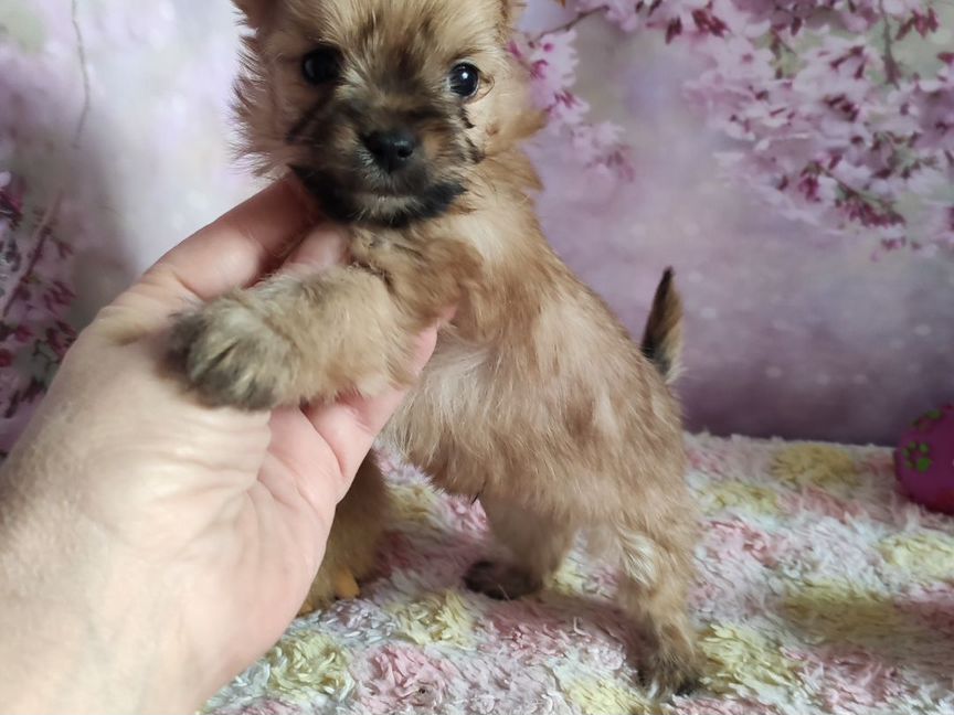 Щенки метисы