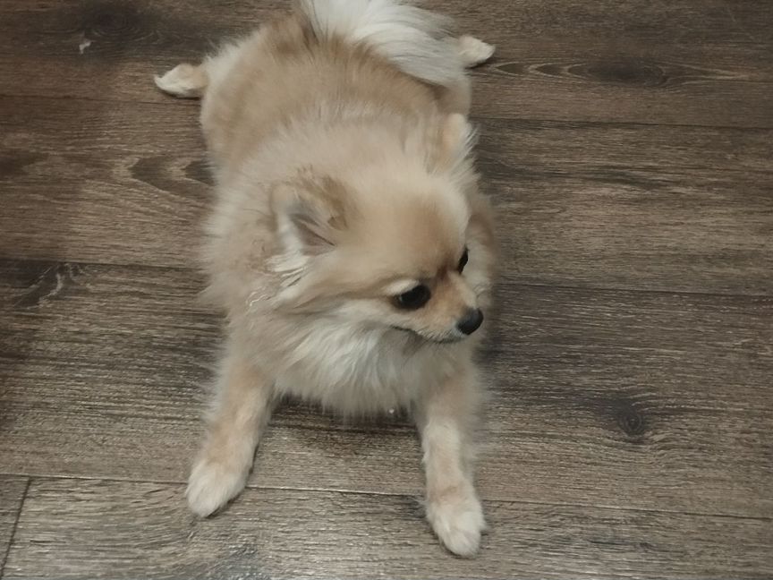 Померанский шпиц вязка девочка