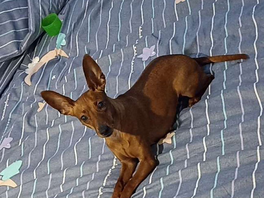 Щенки Цвергпинчера