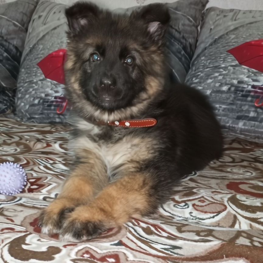 Немецкая овчарка, щенок