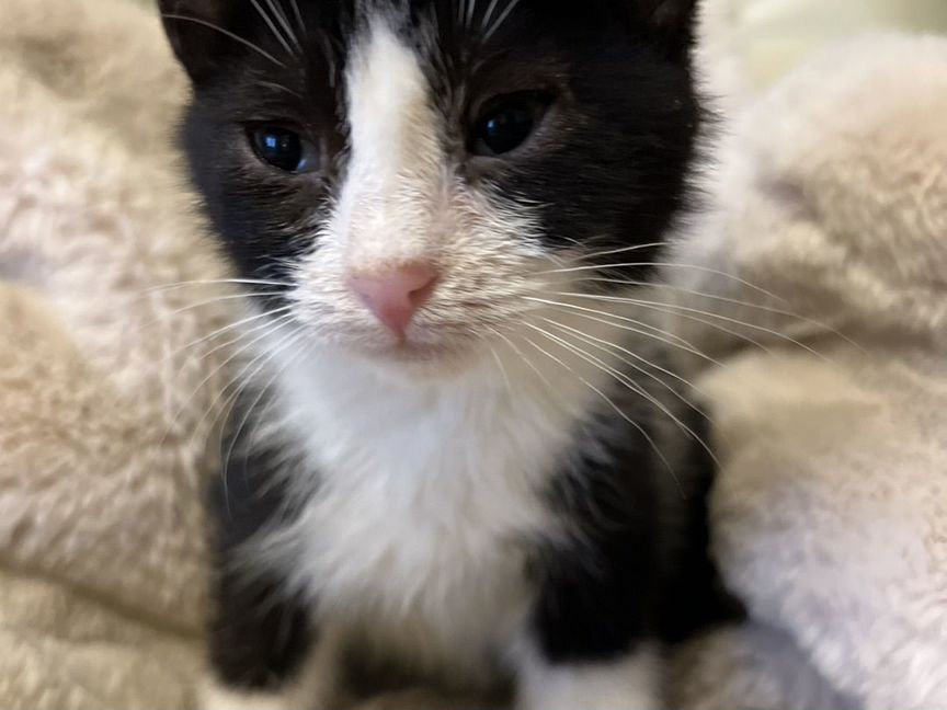Кошка