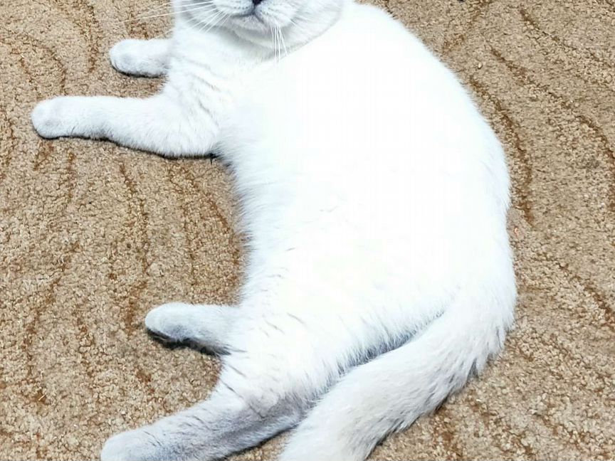 Шотландский кот вязка