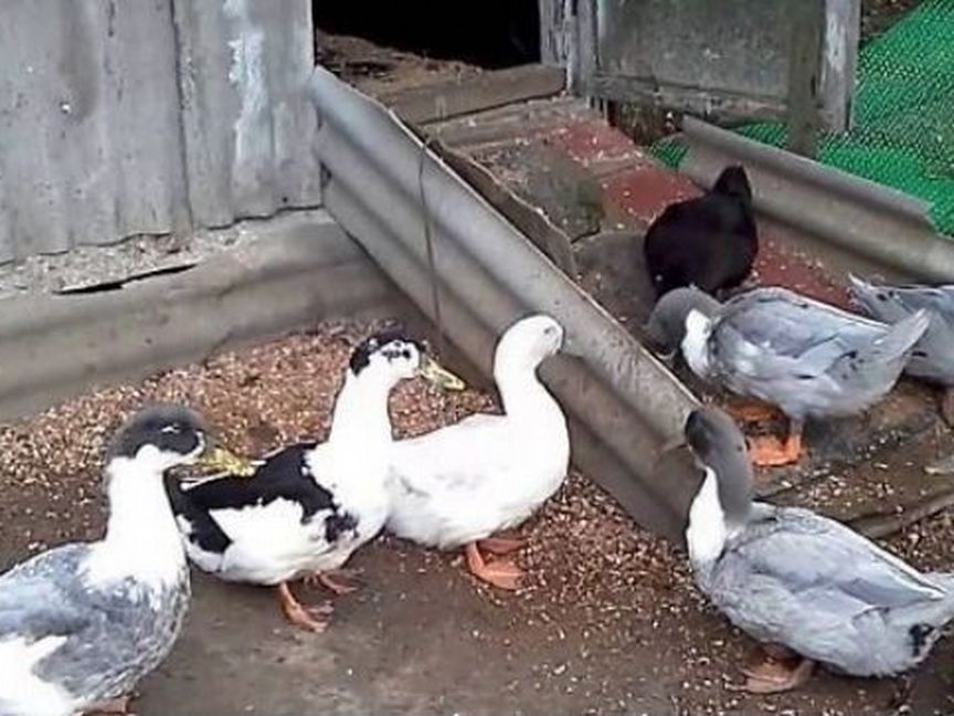 Утята Фаворит голубой и ст-5